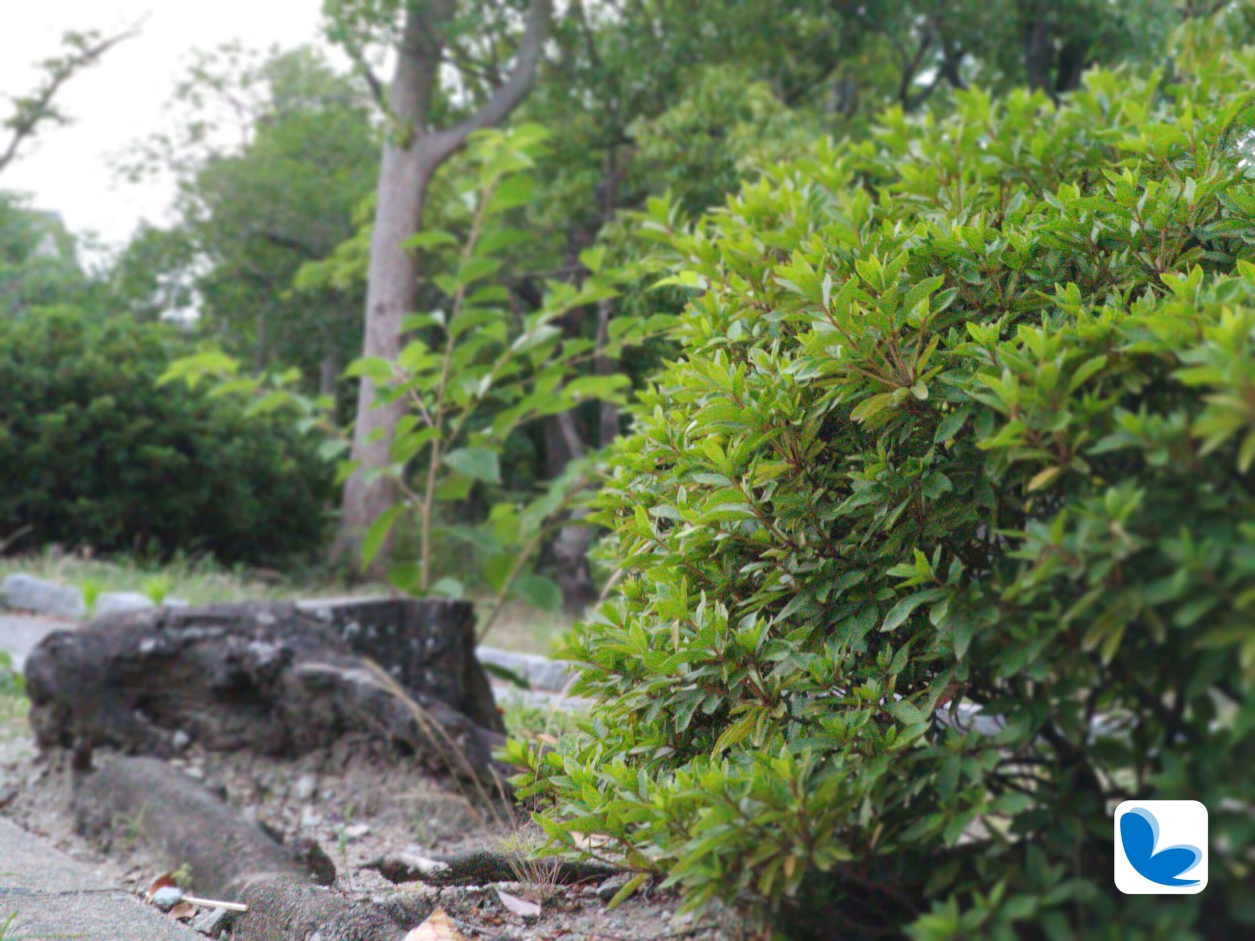 Single Camera Background Blur | Technology | Morpho, Inc